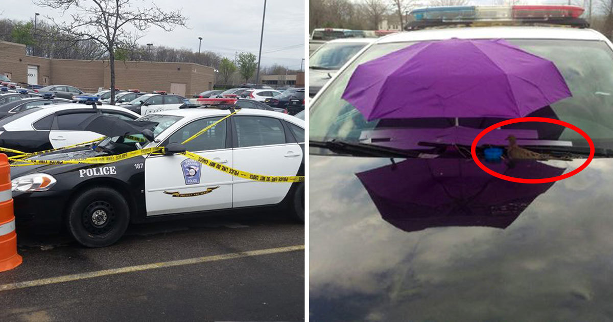 Police Cordon Off Squad Car To Protect A Dove Nesting On The Hood.