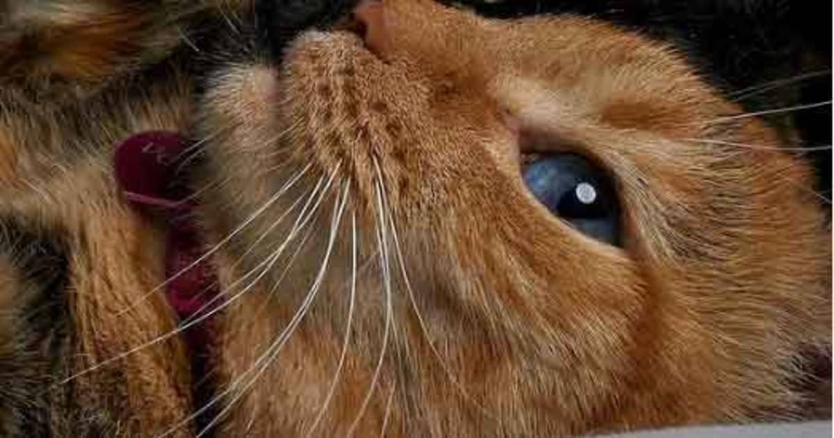 Conoce a Venus, el gato de dos caras que asombra al mundo.