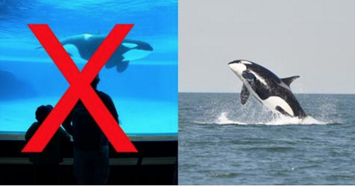 Years after shocking documentary, killer whales are finally given freedom