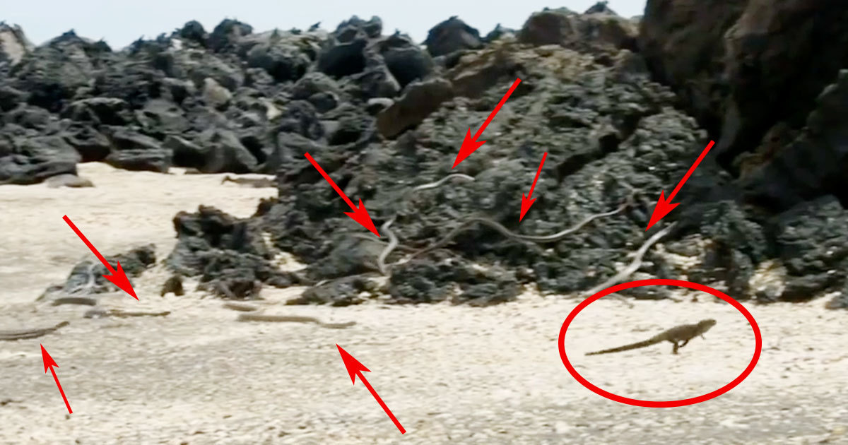 Marine iguana’s incredible escape from a nest of snakes enthralls thousands