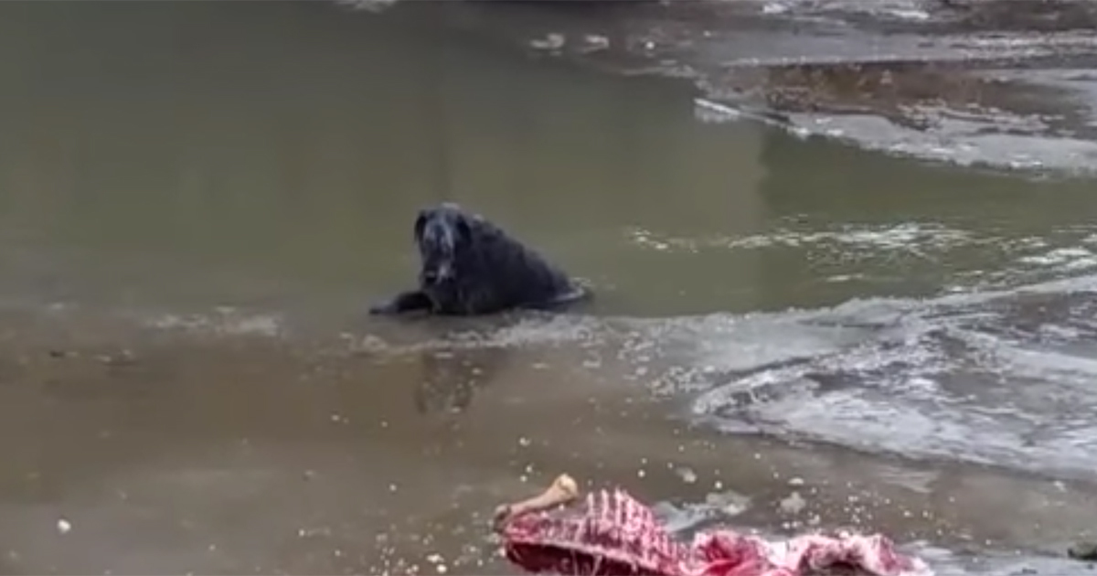 Thumbs up for a man who helped save a dog from drowning in icy water