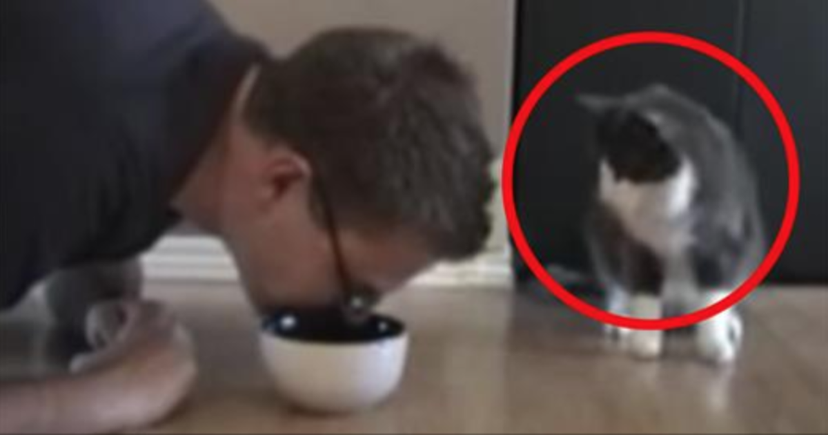 Dad pretends to eat his cat's food – now watch his cat's brilliant response