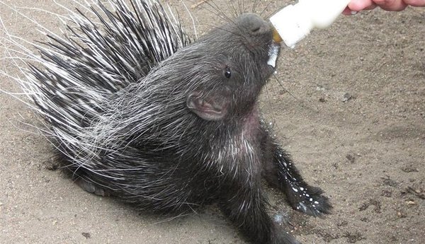 Porcupine Spikey surprises everyone a year after being rescued